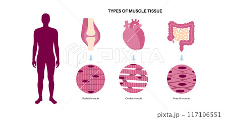Human muscle tissuesのイラスト素材 [117196551] - PIXTA