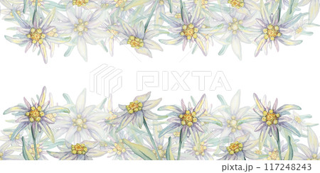 Edelweiss seamless border watercolor clipart...のイラスト素材 [117248243] - PIXTA