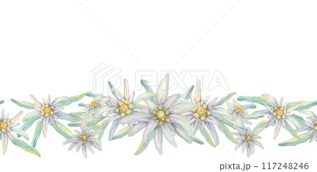 Edelweiss seamless border watercolor clipart...のイラスト素材 [117248246] - PIXTA