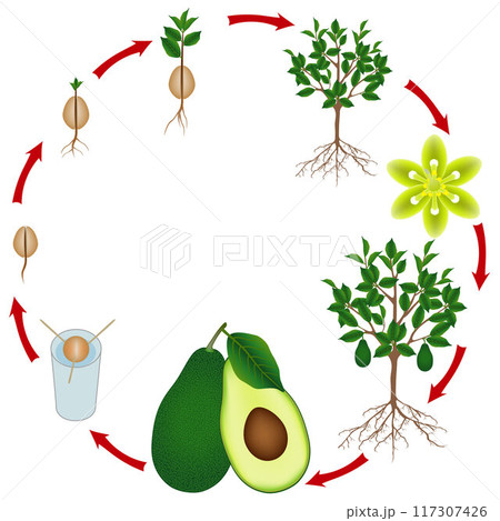 Life cycle of an avocado tree on a white...のイラスト素材 [117307426] - PIXTA
