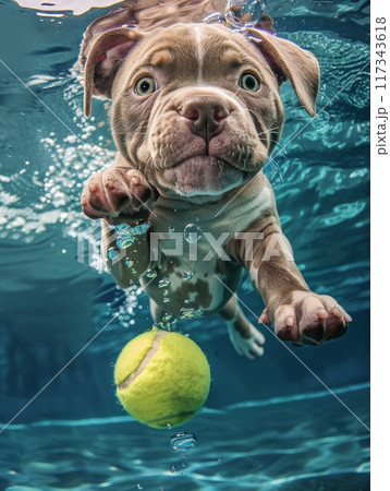 Pit Bull Dog Swimming Underwater Chasing Tennis...のイラスト素材 [117343618 ...