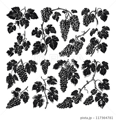 Various Sprigs of Grapes Linocut Print Style...のイラスト素材 [117364781] - PIXTA
