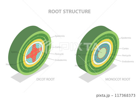 3D Isometric Flat Illustration of Root...のイラスト素材 [117368373] - PIXTA
