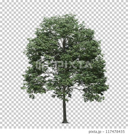 deciduous tree, isolate on a transparent... - Stock Illustration ...