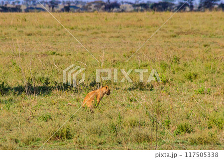 Lion cub defecating in savannah in Serengeti...の写真素材 [117505338] - PIXTA