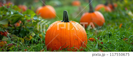 Pumpkin field over autumn background.のイラスト素材 [117550675] - PIXTA