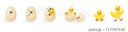 Duckling hatching. Duck hatch stages, bird...のイラスト素材 [117797330] - PIXTA
