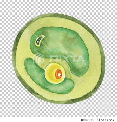 Chlorella algae depiction of multiple green...のイラスト素材 [117825725] - PIXTA