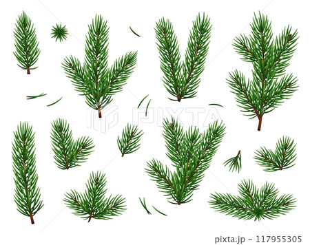 Green fir branches. Realistic pine parts,...のイラスト素材 [117955305] - PIXTA