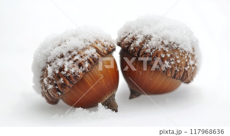 Acorns covered in snow resting delicately on a...のイラスト素材 [117968636 ...