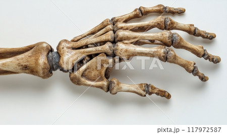 Detailed view of a human skeletal hand...のイラスト素材 [117972587] - PIXTA