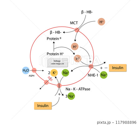 Ketogenesis transforms fats and some amino...のイラスト素材 [117988896] - PIXTA