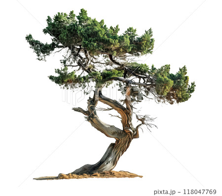 An ancient, cedar tree, gnarled juniper tree...のイラスト素材 [118047769] - PIXTA