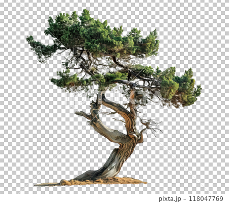 An ancient, cedar tree, gnarled juniper tree...のイラスト素材 [118047769] - PIXTA