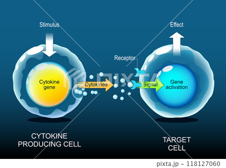 Cytokine Producing cell and Target Cell....のイラスト素材 [118127060] - PIXTA