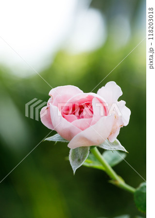 Pink beautiful blooming rose. Selective focus.の写真素材 [118203018] - PIXTA