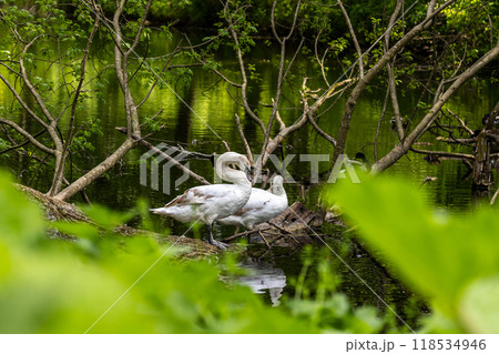 Beautiful white swans preen their feathers,...の写真素材 [118534946] - PIXTA