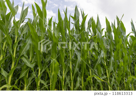 a large amount of sweet corn in the field...の写真素材 [118613313] - PIXTA
