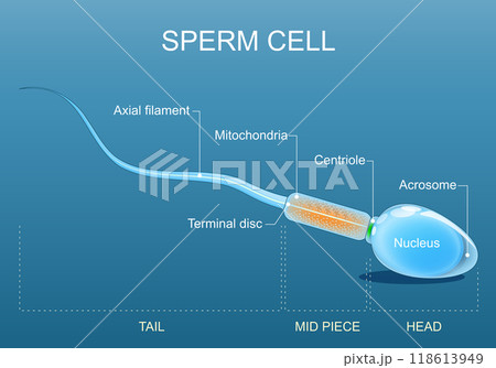 Sperm cell anatomy. Structure of Spermatozoaのイラスト素材 [118613949] - PIXTA