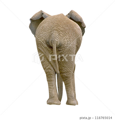 African elephant rear animals gray grey safari Savannah ivory zoo veld ...