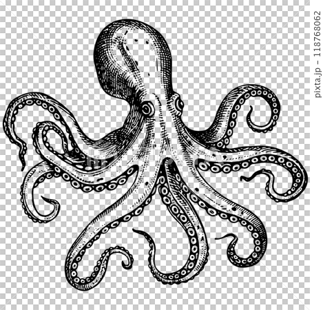 Octopus copperplate engraving vector illustration. - Stock Illustration ...