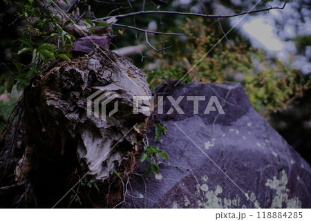Broken tree on a stoneの写真素材 [118884285] - PIXTA