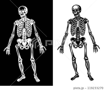 Black skeleton standing pose. Monochrome skull,...のイラスト素材 [119233270 ...