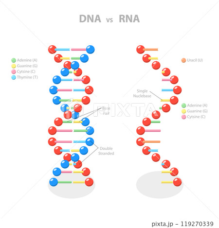 3D Isometric Flat Illustration of DNA Vs RNA,...のイラスト素材 [119270339] - PIXTA