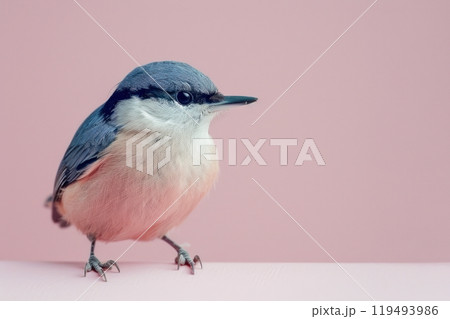 Nuthatch, isolated on pastel background, stock...のイラスト素材 [119493986 ...