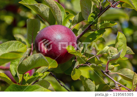 red mcintosh apples in orchard trees and leavesの写真素材 [119565305] - PIXTA