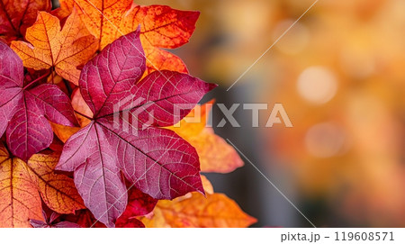 Fall botany leaves in the Autumn season....のイラスト素材 [119608571] - PIXTA