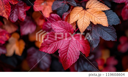 Fall botany leaves in the Autumn season....のイラスト素材 [119608604] - PIXTA