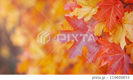 Fall botany leaves in the Autumn season....のイラスト素材 [119608655] - PIXTA