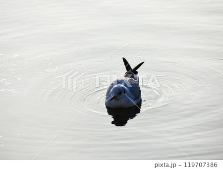 A small bird is leisurely floating on its back...の写真素材 [119707386] - PIXTA