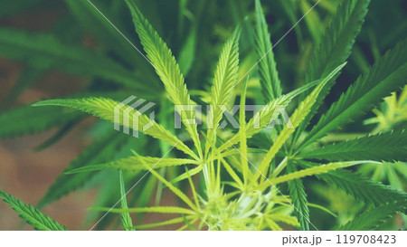 Green weed Marijuana tree cannabis plant...の写真素材 [119708423] - PIXTA