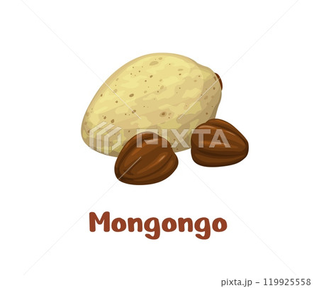 Mongongo nuts, uncommon plant seed kernels for...のイラスト素材 [119925558 ...