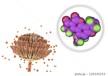 Aflatoxin B1 molecule, a toxin produced by...のイラスト素材 [120145253] - PIXTA
