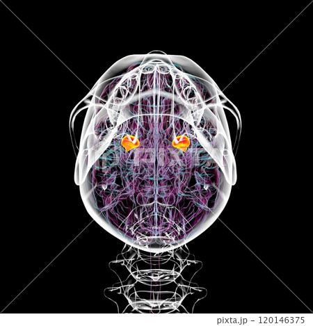 Human brain with the amygdala highlighted, 3D...のイラスト素材 [120146375] - PIXTA