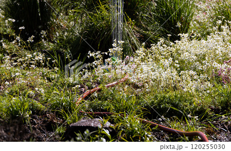 A vibrant garden bursting with blooming flowers...の写真素材 [120255030] - PIXTA