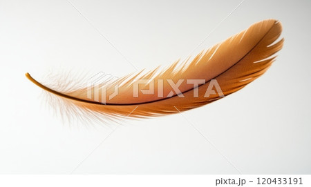 Light orange feather floating on white backgroundのイラスト素材 [120433191 ...