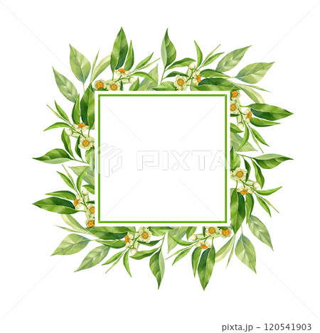 Green tea leaves frame. Square floral backgroundのイラスト素材 [120541903] - PIXTA