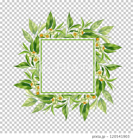 Green tea leaves frame. Square floral backgroundのイラスト素材 [120541903] - PIXTA