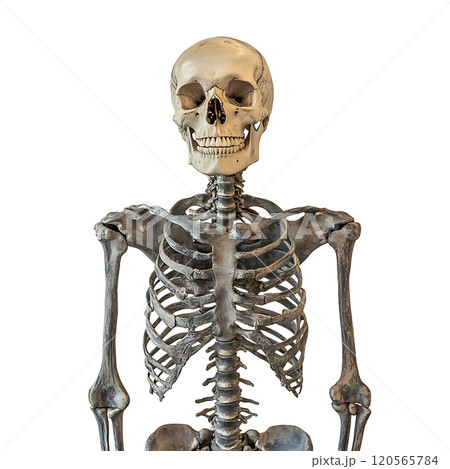 detailed human skeleton model showcasing...のイラスト素材 [120565784] - PIXTA