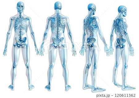 3D semi-transparent blue human skeleton in...のイラスト素材 [120611362] - PIXTA