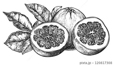 Whole Oranges and Halves on Leaves Detailed...のイラスト素材 [120817308] - PIXTA