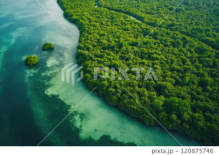 Forest and ocean view from aboveのイラスト素材 [120875746] - PIXTA
