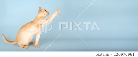 Adorable cream Burmese kitten on a colored...の写真素材 [120976961] - PIXTA