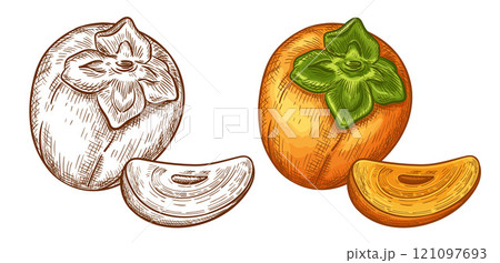 Sharon persimmon, japanese kaki apple, asian...のイラスト素材 [121097693] - PIXTA