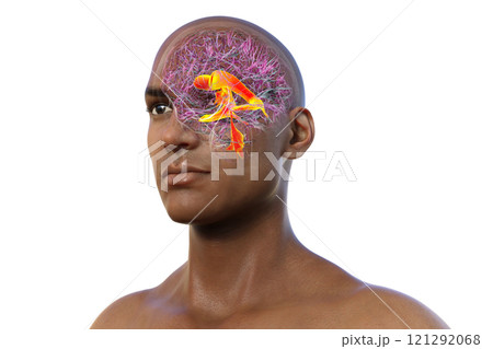 Ventricular system of the brain, 3D illustrationのイラスト素材 [121292068] - PIXTA