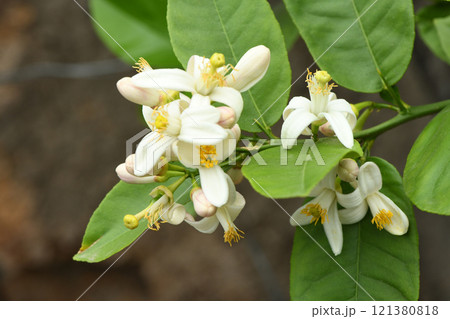 White grapefruit flowers bloom on the tree.の写真素材 [121380818] - PIXTA